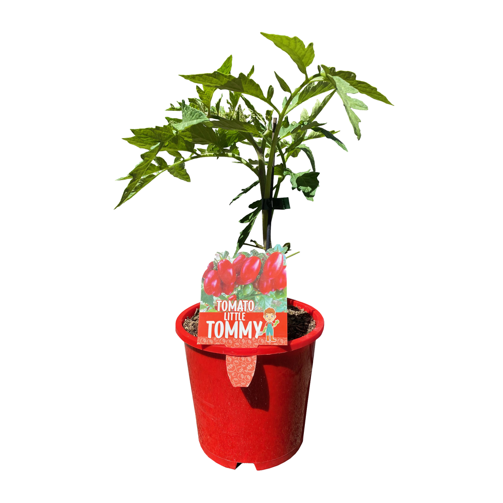 Tomato Plant Little Tommy 1L | Gardening | Crackerjack